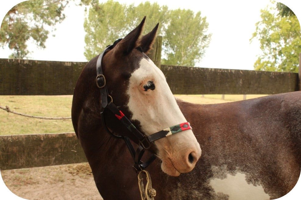 The Criollo horses of Argentina – pampeano