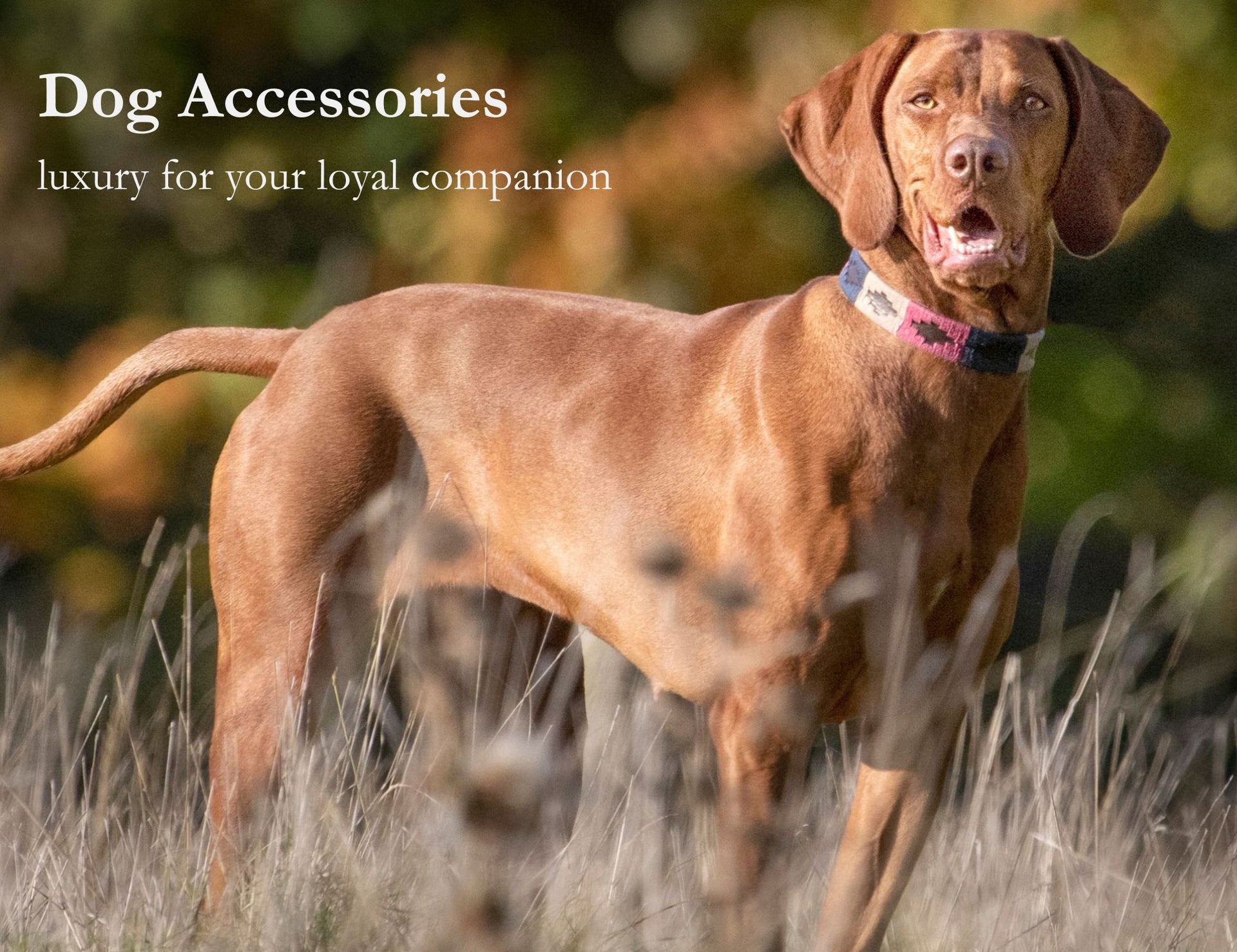 pampeano | Luxury handcrafted leather belts, leads, collars, bags