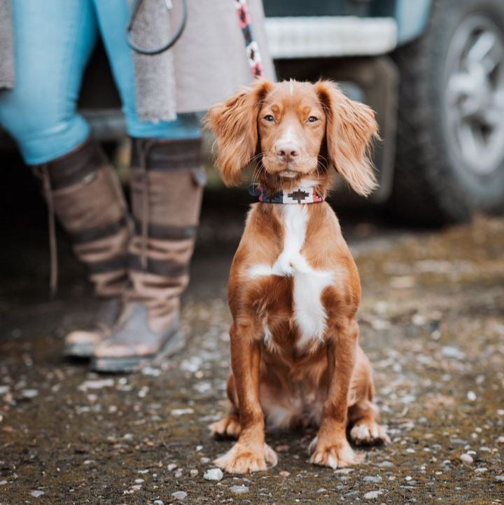 New Belts – pampeano